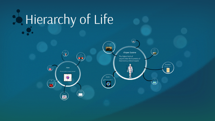 Hierarchy of Life by Anahi Silva on Prezi