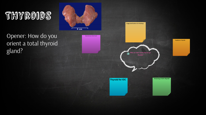 Grossing Lab: Thyroid by Meghan Dorrell on Prezi