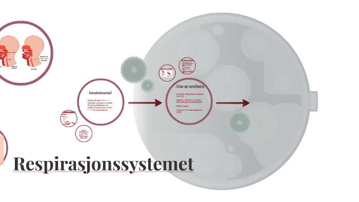 Respirasjonssystemet by Vida Mirzai on Prezi