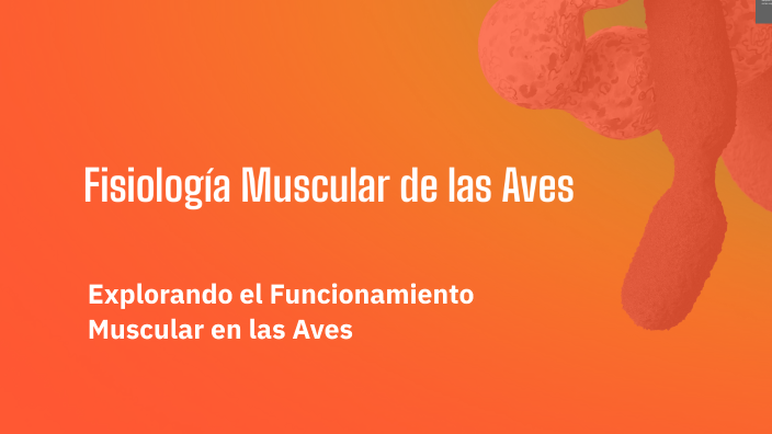 Fisiología Muscular de las Aves by Ruben Paucar on Prezi