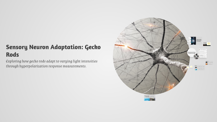 Sensory Neuron Adaptation: Insights from Gecko Rods by Halle Fenkner on ...