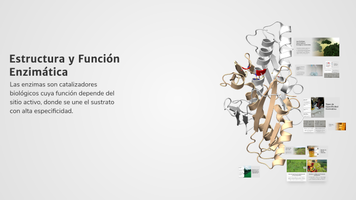 Estructura y Función Enzimática by Tammy Julie Camacho Sanchez on Prezi