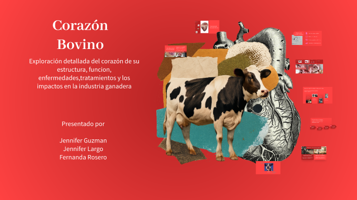Corazón Bovino by María Fernanda Rosero Chacón on Prezi