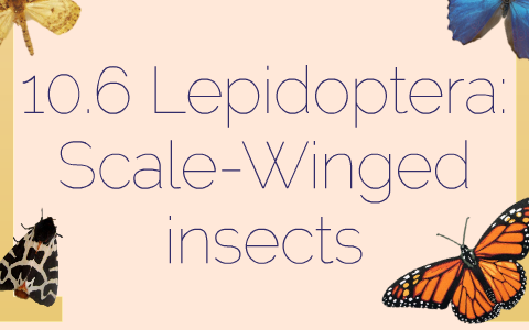10.6 Lepidoptera: Scale-Winged insects by Michelly Soto on Prezi