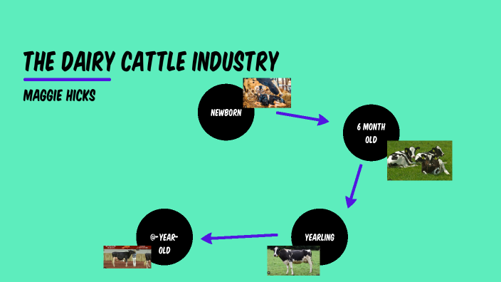 The Dairy Cattle Industry by Margaret Hicks on Prezi