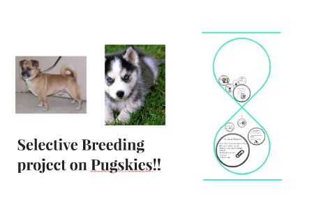 Selective Breeding project on Pugskies!! by Bruno Mars2 on Prezi