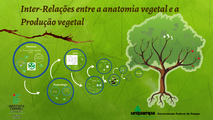 Inter-Relações entre a anatomia vegetal e a Produção vegetal by FELIPE ...