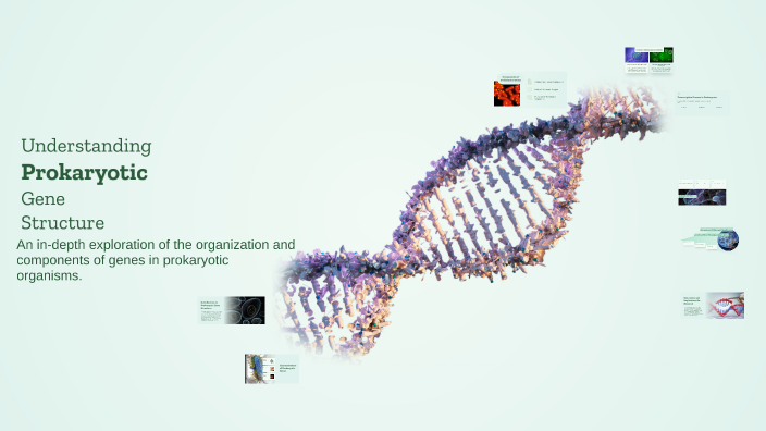 Understanding Prokaryotic Gene Structure by purevdavaa munkhaldar on Prezi