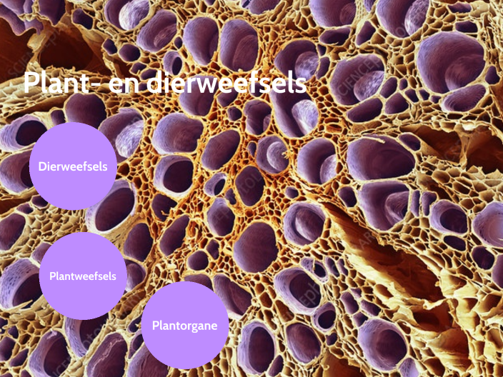 Plant- en dierweefsels by Nina Reynolds on Prezi