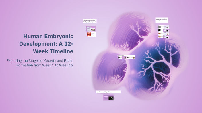 Human Embryonic Development: A 12-Week Timeline by Alexis Maldonado on ...