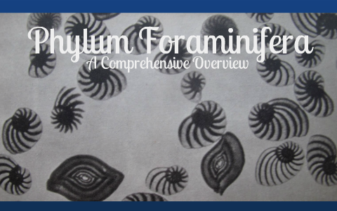 Phylum Foraminifera by Weston Ierardi on Prezi