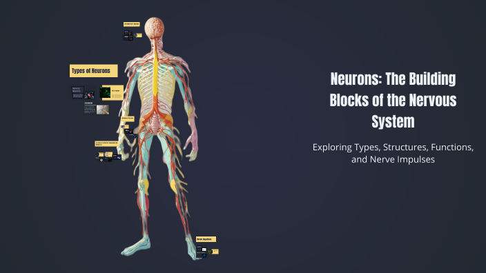 Neurons: The Building Blocks of the Nervous System by Lovepreet Singh ...