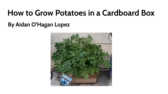 How to Grow Potatoes in a Cardboard Box by Aidan O'Hagan Lopez on Prezi