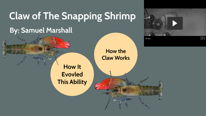 Claws of the Snapping Shrimp by Samuel Marshall on Prezi