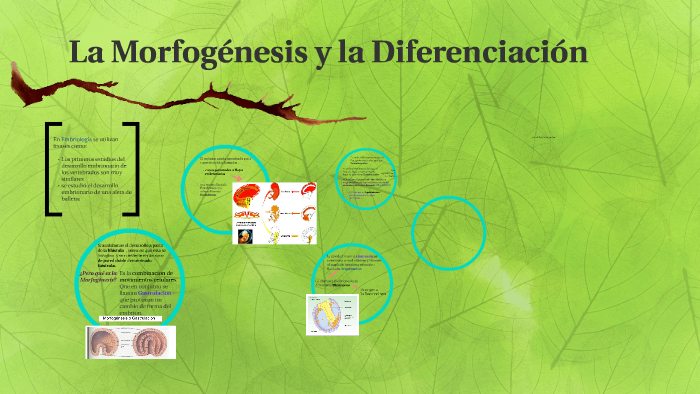 La Morfogénesis y la Diferenciación by Tabatha Torres on Prezi