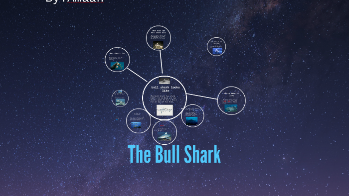 Bull shark by Mrs. Bonk on Prezi