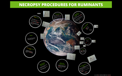 NECROPSY PROCEDURE FOR RUMINANTS by Kai Y on Prezi