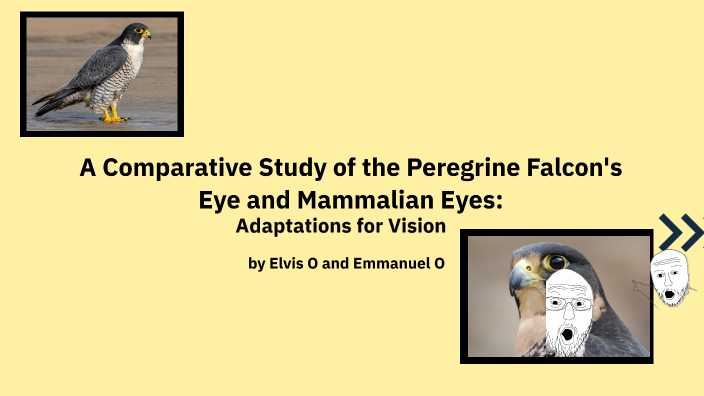 A Comparative Study of the Peregrine Falcon's Eye and Mammalian Eyes by ...