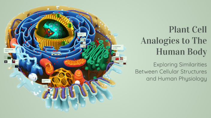 Plant Cell Analogies to The Human Body by Keeya McDaniel on Prezi