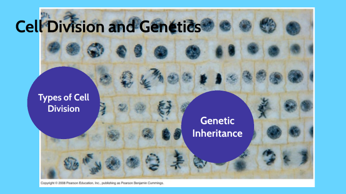 Cell Division and Genetics by L Marcano on Prezi