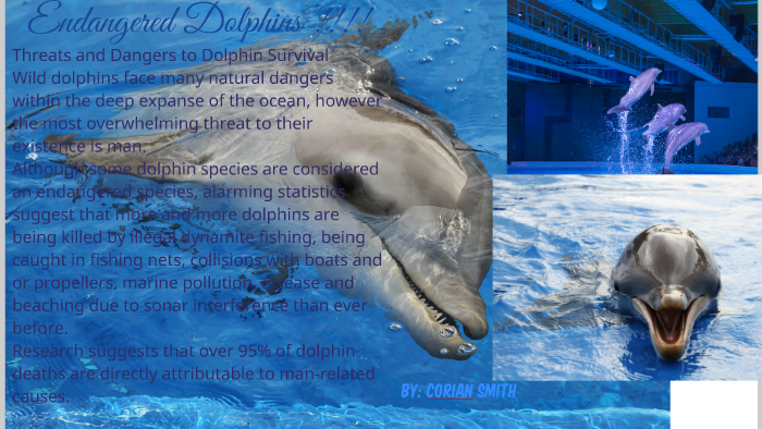 Threats and Dangers to Dolphin Survival by moneysquad ...