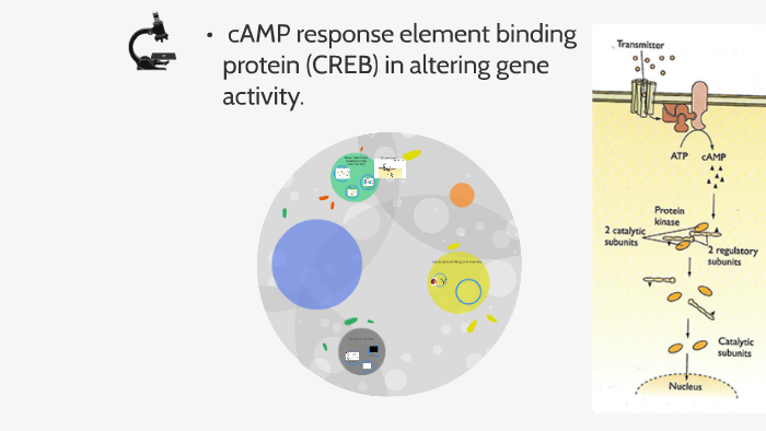 cAMP response element binding protein (CREB) in altering ge by kaeli ...