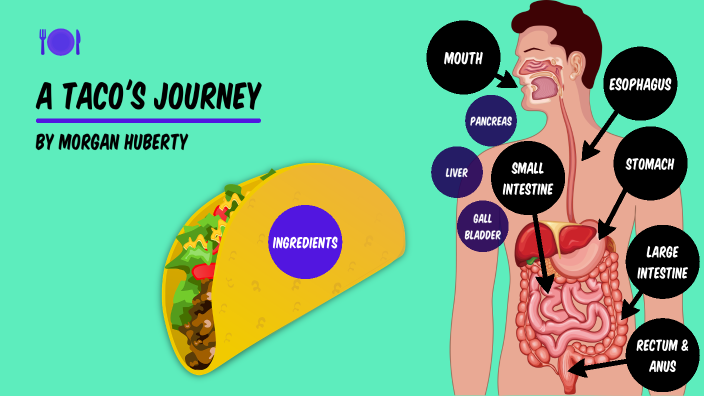 Taco Digestive System Project by Morgan Huberty on Prezi