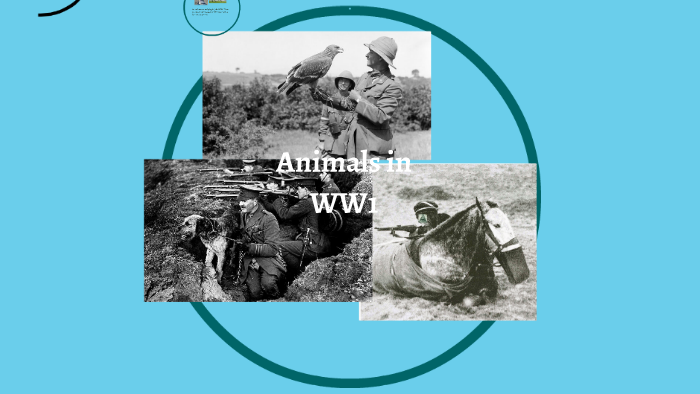 Animals in WW1 by mikey perrone