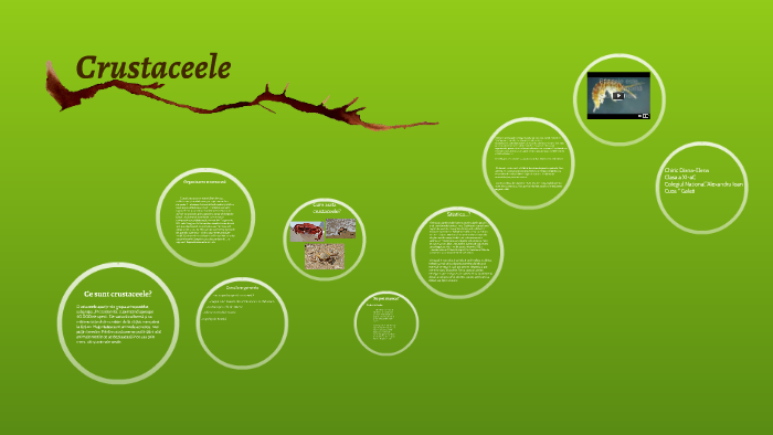 Crustaceele by Chiric Diana on Prezi