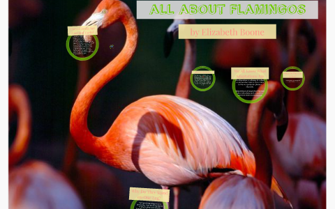 Flamingo Adaptations by Elizabeth Boone on Prezi