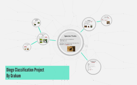 Dingo Classification Project by Graham Watson on Prezi