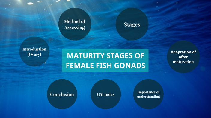 MATURITY STAGES OF FEMALE FISH GONADS by aathil ahmath on Prezi
