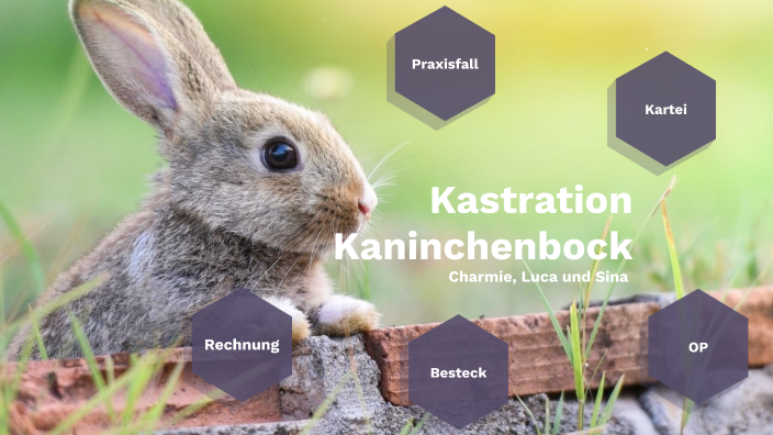 Kastration Kaninchenbock by Charmaine Hartmann on Prezi
