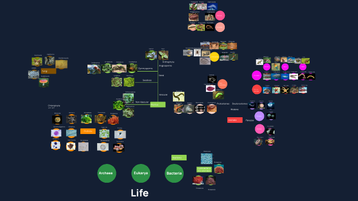 Greg Stubbs - Copy of Tree of Life Poster_Template by Gregory Stubbs on ...