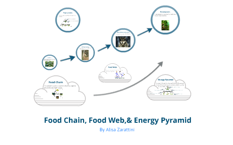 Food Chain, Food Web, & Energy Pyramid by Alisa Zarattini on Prezi