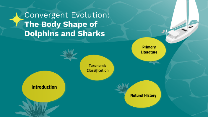 bio 184 convergent evolution by on Prezi