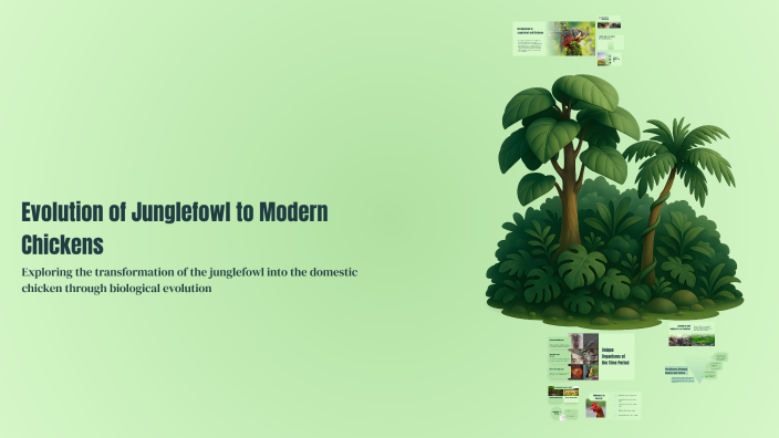 Evolution of Junglefowl to Modern Chickens by Johnathan Mercer on Prezi