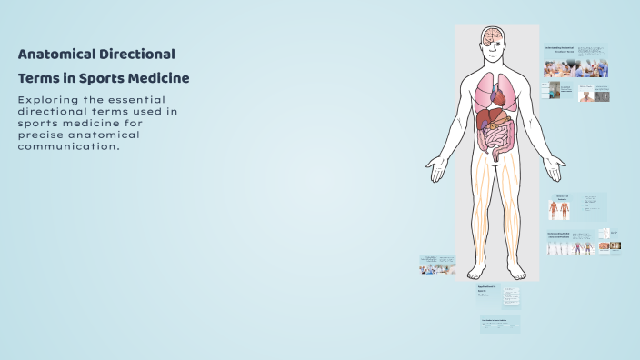 Anatomical Directional Terms in Sports Medicine by Lacey Sovacool on Prezi
