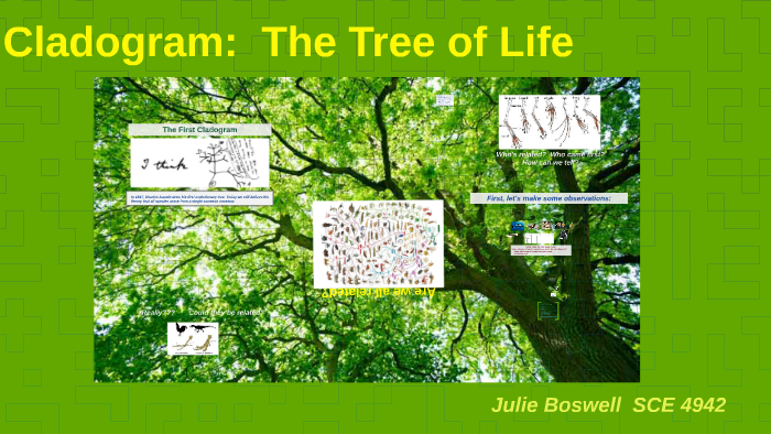 Cladogram: The Tree of Life by julie boswell on Prezi