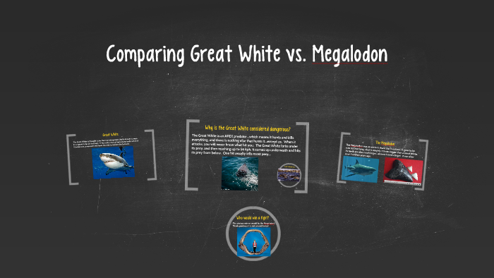 Comparing Great White vs. Megalodon by Liam and Lauren Sulev on Prezi