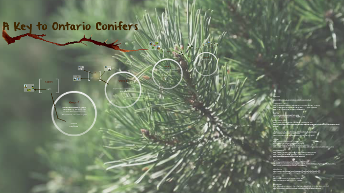 A Key to Ontario Conifers by Brianne Christensen