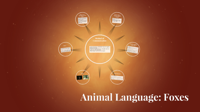 Animal Language: Foxes by Jacqueline Sanchez on Prezi