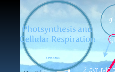 Photosynthesis and Cellular Respiration by Sarah Orsak on Prezi