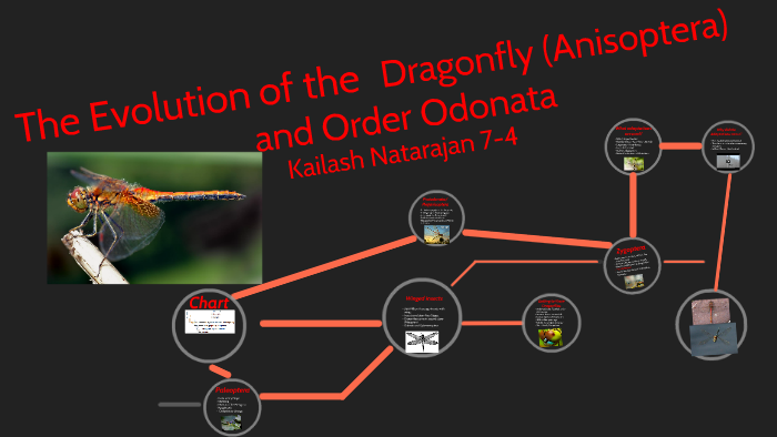 The Evolution of the Dragonfly by Kailash Natarajan on Prezi
