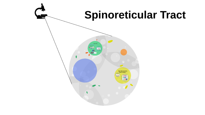 Spinoreticular Tract by Alison DiNofrio on Prezi