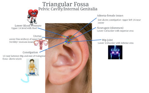 Triangular Fossa by Adi Korman on Prezi