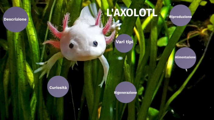 axolotl by Daniela Ferrante on Prezi
