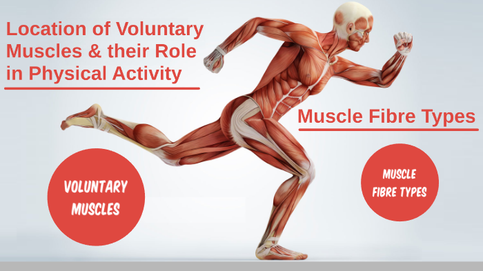 Voluntary muscles and Muscle fibre types by Harriet Carter on Prezi