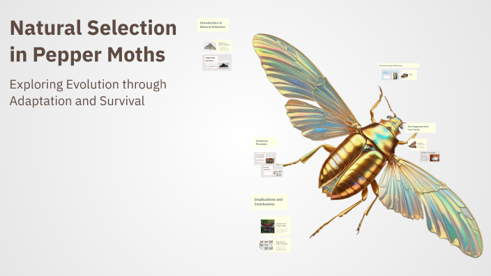 Natural Selection in Pepper Moths by Sarah Gonatas on Prezi