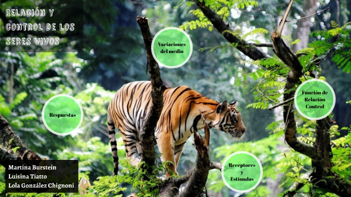 Relación y Control en los Seres Vivos by Marti Burstein on Prezi